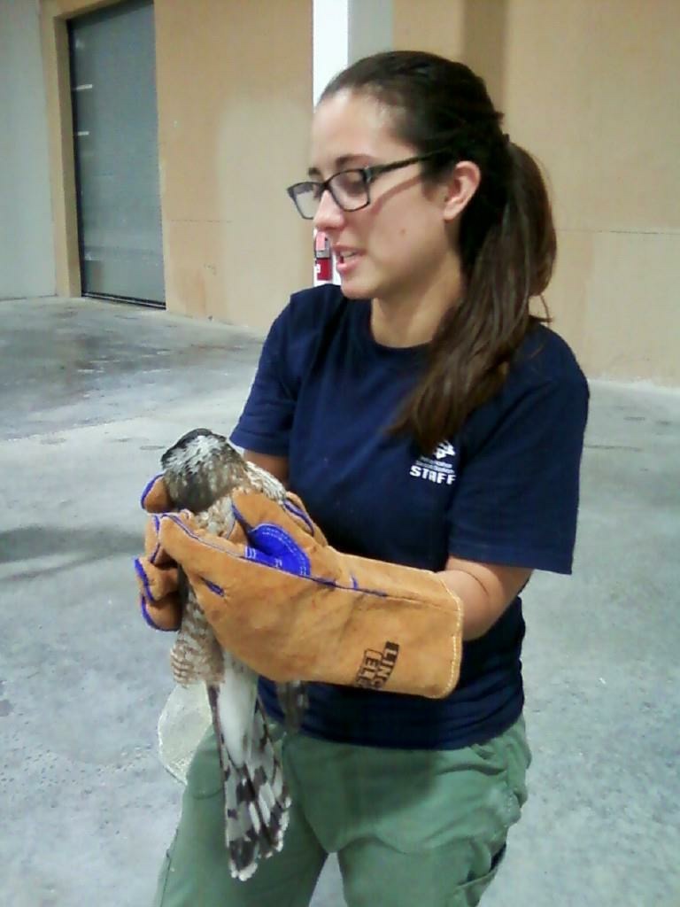 Wildlife Emergency – Carolina Wildlife Sanctuary